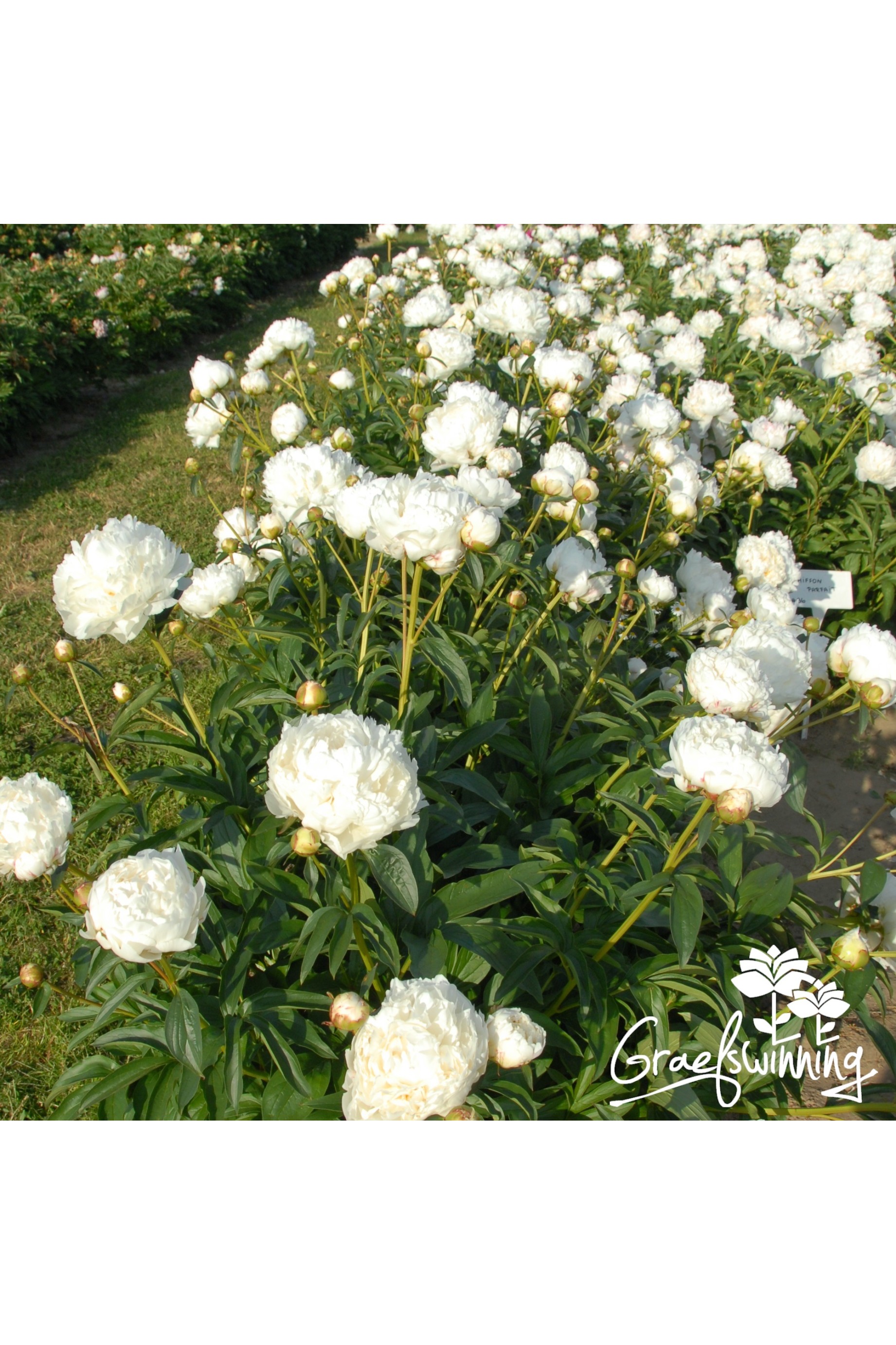 Peony 'Bowl of Cream' Root Vigorous "slow-grown" root from our 4 year ...